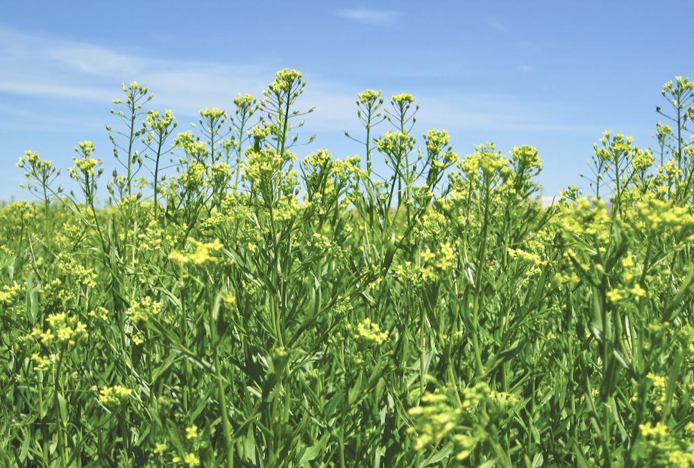 Minnesota Flight To Fly on Locally Grown and Produced SAF | AIN